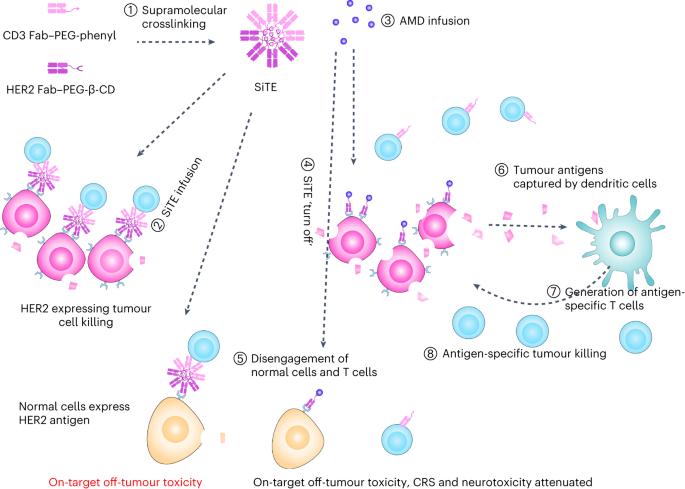 Meng Wu on LinkedIn: Small-molecule-mediated control of the anti-tumour ... Meng Wu on LinkedIn: Small-molecule-mediated control of the anti-tumour ...