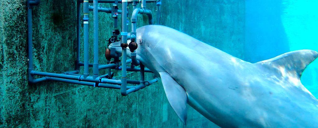 Alessandro Rota on LinkedIn: Dolphins Reveal a Mysterious Hidden Sense ... Alessandro Rota on LinkedIn: Dolphins Reveal a Mysterious Hidden Sense ...