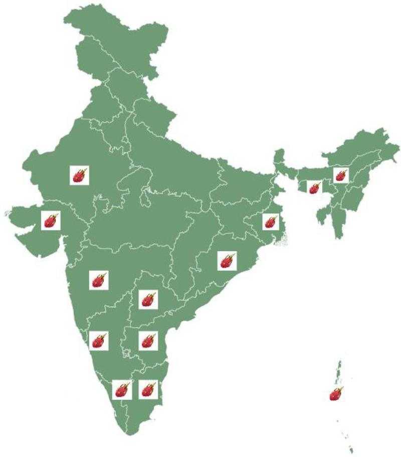 Dr. Menaka Reddy on LinkedIn: Exploring Dragon Fruit in India: From ... Dr. Menaka Reddy on LinkedIn: Exploring Dragon Fruit in India: From ...