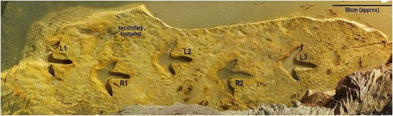 Vincent Dupret on LinkedIn: Feathery moa's fossilized footprints ... Vincent Dupret on LinkedIn: Feathery moa's fossilized footprints ...