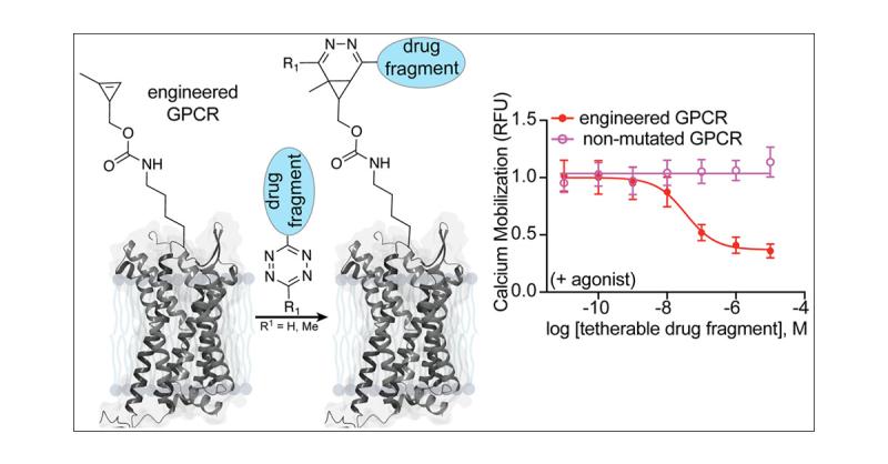 Jordan Mattheisen, PhD on LinkedIn: Bioorthogonal Tethering Enhances ... Jordan Mattheisen, PhD on LinkedIn: Bioorthogonal Tethering Enhances ...