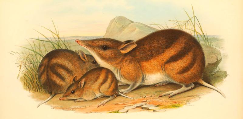 dr. Matyas Liptovszky on LinkedIn: Why move species to islands? Saving ... dr. Matyas Liptovszky on LinkedIn: Why move species to islands? Saving ...