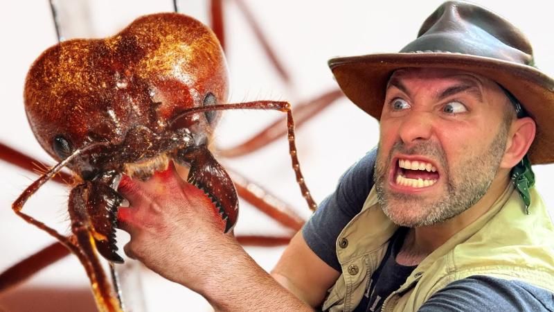 Backyard Ventures on LinkedIn: BITTEN by Giant Soldier Ants! Backyard Ventures on LinkedIn: BITTEN by Giant Soldier Ants!