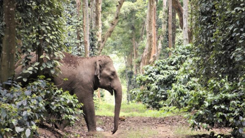 Luisa Miranda Morel on LinkedIn: India: Elephants in My Backyard Luisa Miranda Morel on LinkedIn: India: Elephants in My Backyard