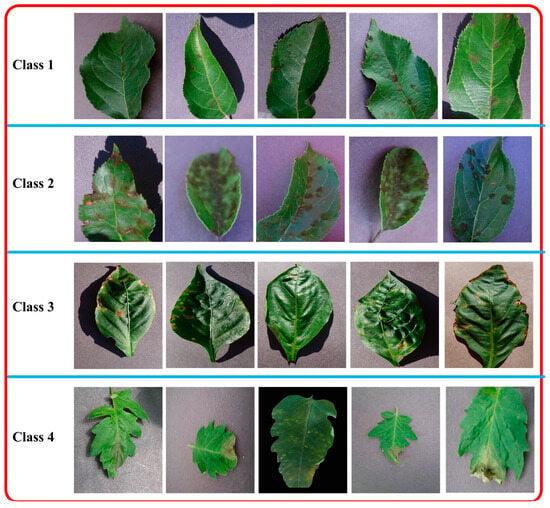 Algorithms MDPI on LinkedIn: A Plant Disease Classification Algorithm ... Algorithms MDPI on LinkedIn: A Plant Disease Classification Algorithm ...