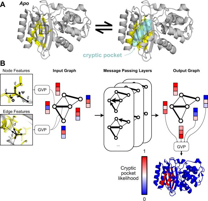 Adam Scheuer on LinkedIn: Predicting locations of cryptic pockets from ... Adam Scheuer on LinkedIn: Predicting locations of cryptic pockets from ...