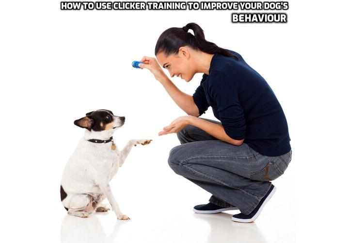 Eng Hou Ng on LinkedIn: Mastering Clicker Training: Tips, Techniques ... Eng Hou Ng on LinkedIn: Mastering Clicker Training: Tips, Techniques ...