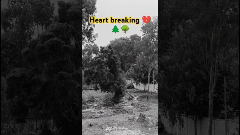 Ravikiran RAVI on LinkedIn: Heart breaking 💔 tree cutting 🌍🌎🌏 #shorts # ... Ravikiran RAVI on LinkedIn: Heart breaking 💔 tree cutting 🌍🌎🌏 #shorts # ...