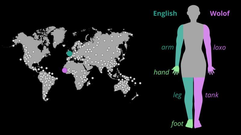 Ordo Fraterna Fibonacci on LinkedIn: Variability in human body vocabularies Ordo Fraterna Fibonacci on LinkedIn: Variability in human body vocabularies