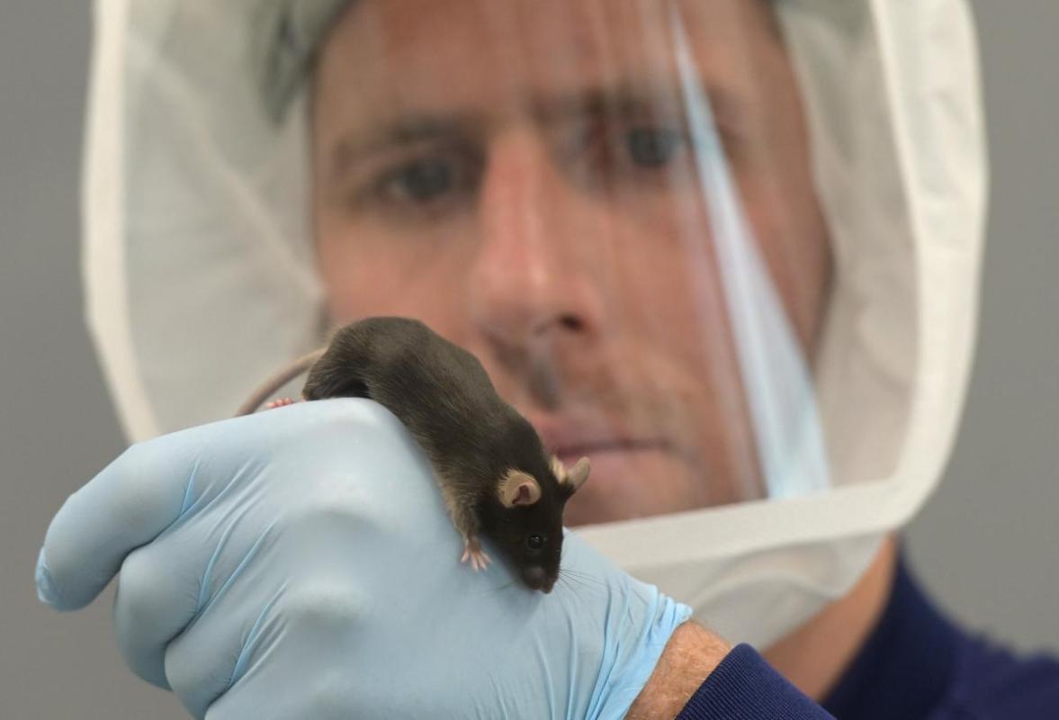Mark Vinson Vallarta DVM CertLAM CPIA on LinkedIn: Odour ‘extends’ mice ... Mark Vinson Vallarta DVM CertLAM CPIA on LinkedIn: Odour ‘extends’ mice ...