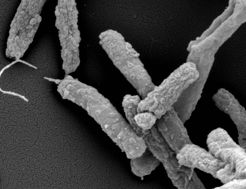Ordo Fraterna Fibonacci on LinkedIn: Nitrogen fixation in the widely ... Ordo Fraterna Fibonacci on LinkedIn: Nitrogen fixation in the widely ...