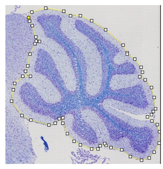 Algorithms MDPI on LinkedIn: Automatic Segmentation of Histological ... Algorithms MDPI on LinkedIn: Automatic Segmentation of Histological ...