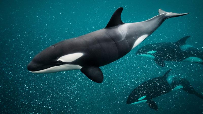Sadie Dingfelder on LinkedIn: Were you on team orca? Why we wanted ... Sadie Dingfelder on LinkedIn: Were you on team orca? Why we wanted ...