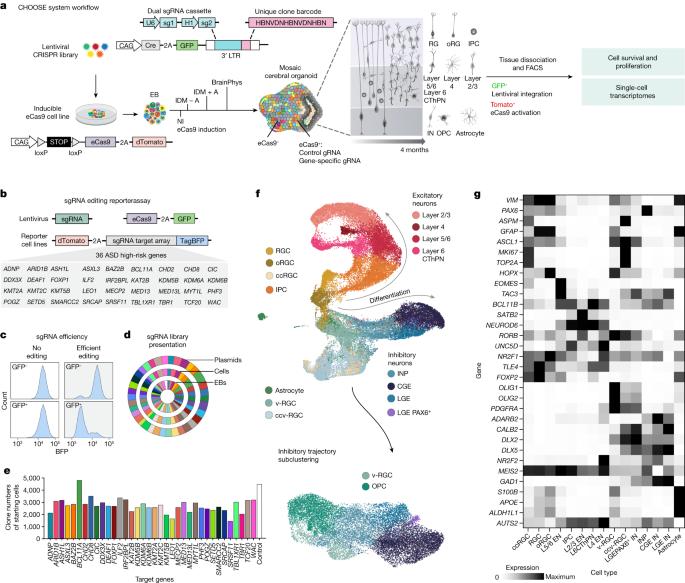 International Society of Organoid Research on LinkedIn: Single-cell ... International Society of Organoid Research on LinkedIn: Single-cell ...