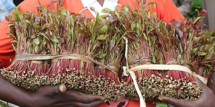 Kenyans.co.ke on LinkedIn: Explainer: Differences Between Miraa and ... Kenyans.co.ke on LinkedIn: Explainer: Differences Between Miraa and ...