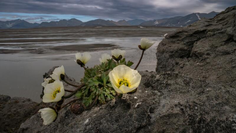 Jeff Kerby on LinkedIn: The last flower at the top of the world—and the ... Jeff Kerby on LinkedIn: The last flower at the top of the world—and the ...