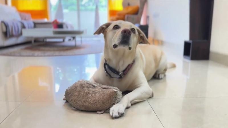 Nimisha Dixit on LinkedIn: Pets deserve the best | Lets truly make them ... Nimisha Dixit on LinkedIn: Pets deserve the best | Lets truly make them ...