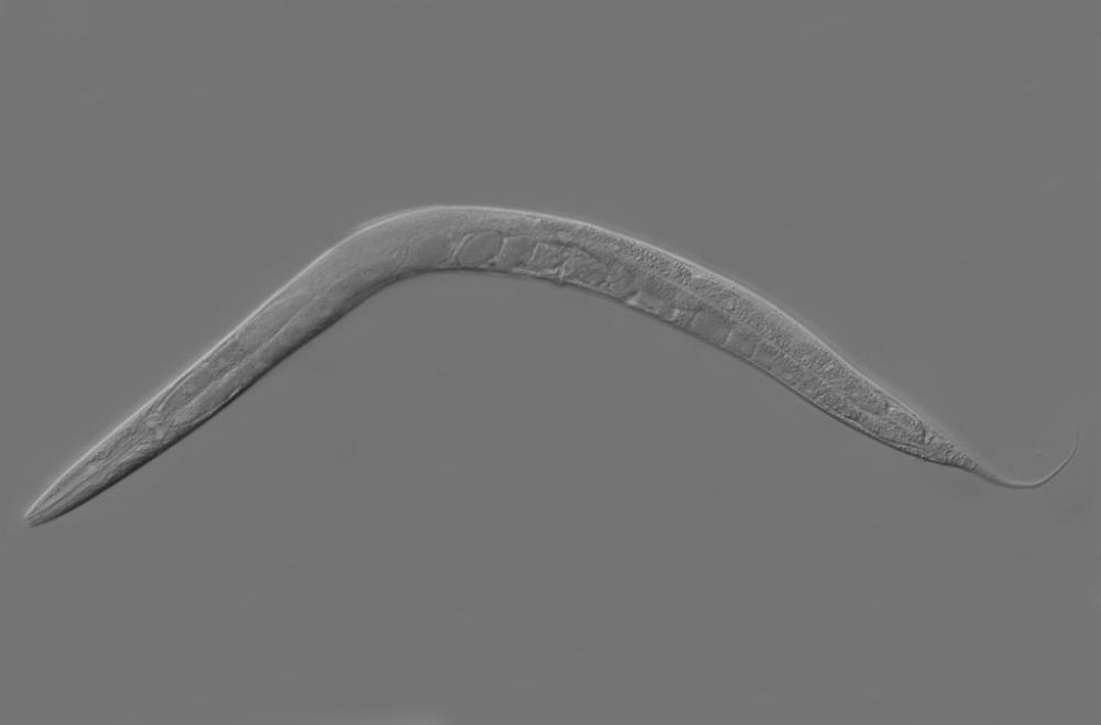 Phys.org on LinkedIn: Scientists discover mechanism of hearing Phys.org on LinkedIn: Scientists discover mechanism of hearing