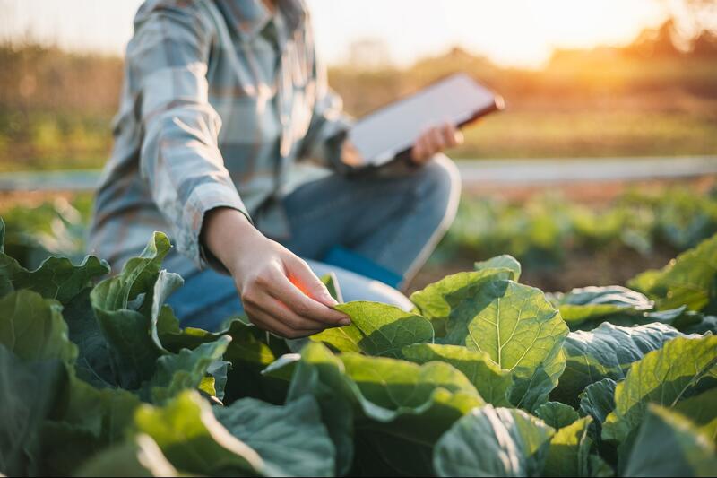 5 Things Silicon Valley Gets Wrong About Agriculture | Entrepreneur ... 5 Things Silicon Valley Gets Wrong About Agriculture | Entrepreneur ...