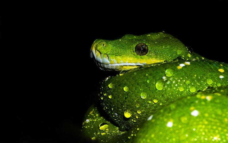 Why Python is not the programming language of the future | Akshay K Why Python is not the programming language of the future | Akshay K