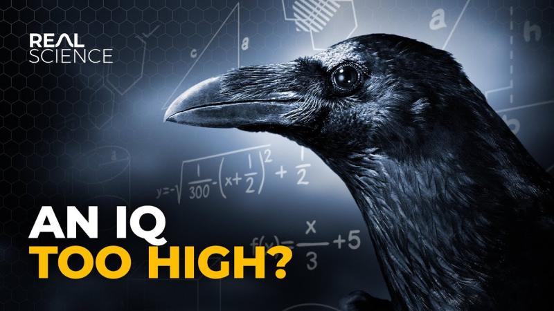 Qin Xiao on LinkedIn: Why Crows Are as Smart as 7 Year Old Humans Qin Xiao on LinkedIn: Why Crows Are as Smart as 7 Year Old Humans