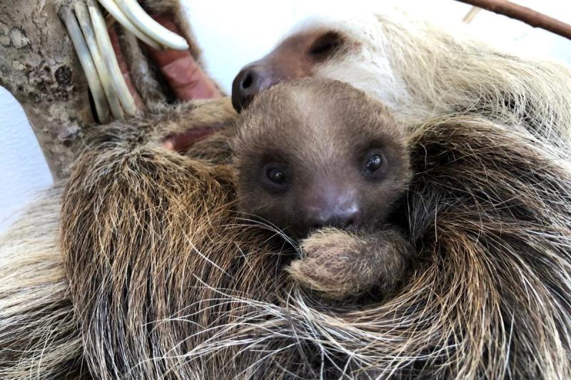Buttonwood Park Zoo on LinkedIn: Buttonwood Park Zoo Needs Your Help in ... Buttonwood Park Zoo on LinkedIn: Buttonwood Park Zoo Needs Your Help in ...