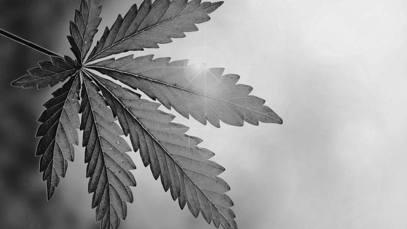 SMUGGLEBOT ® on LinkedIn: What’s In A Name: How Cannabis Brands Can ... SMUGGLEBOT ® on LinkedIn: What’s In A Name: How Cannabis Brands Can ...