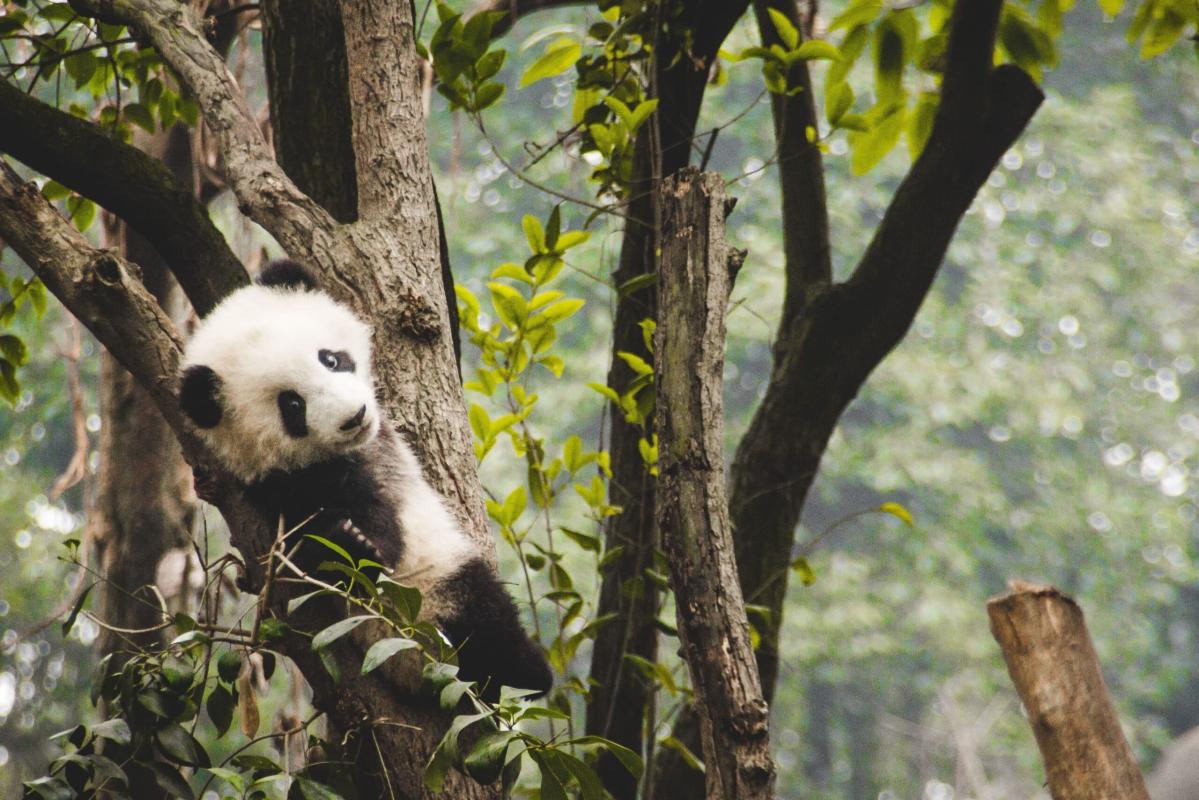 David Andres on LinkedIn: Introduction to Pandas David Andres on LinkedIn: Introduction to Pandas
