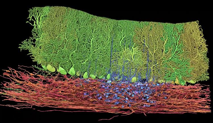 ALI REFAI on LinkedIn: A New Field of Neuroscience Aims to Map ... ALI REFAI on LinkedIn: A New Field of Neuroscience Aims to Map ...