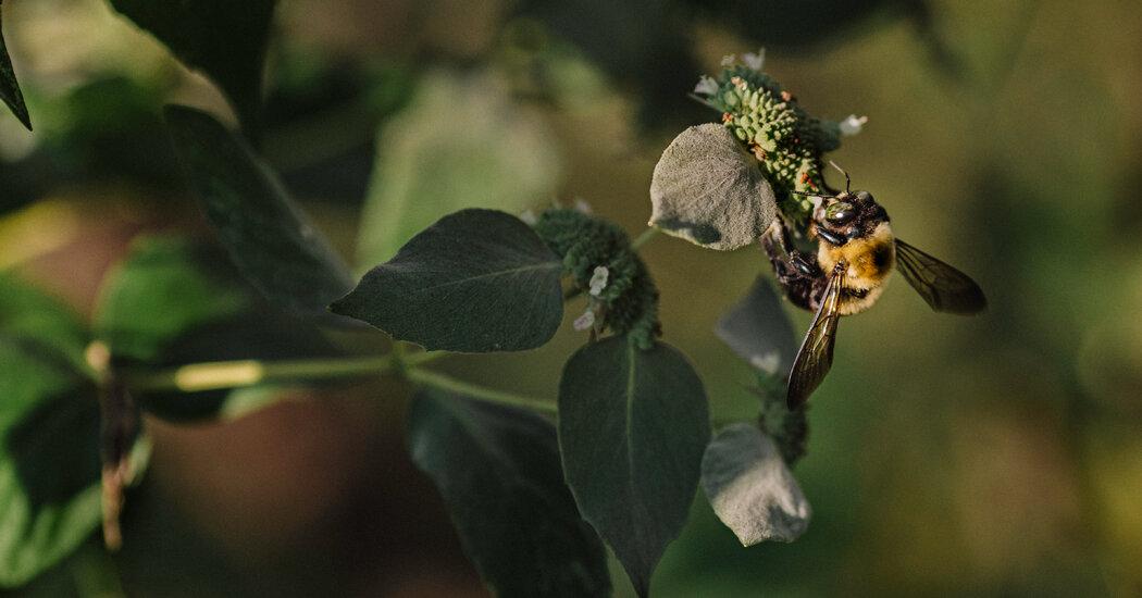 The Best Bees Company on LinkedIn: They Fought the Lawn. And the Lawn’s ... The Best Bees Company on LinkedIn: They Fought the Lawn. And the Lawn’s ...