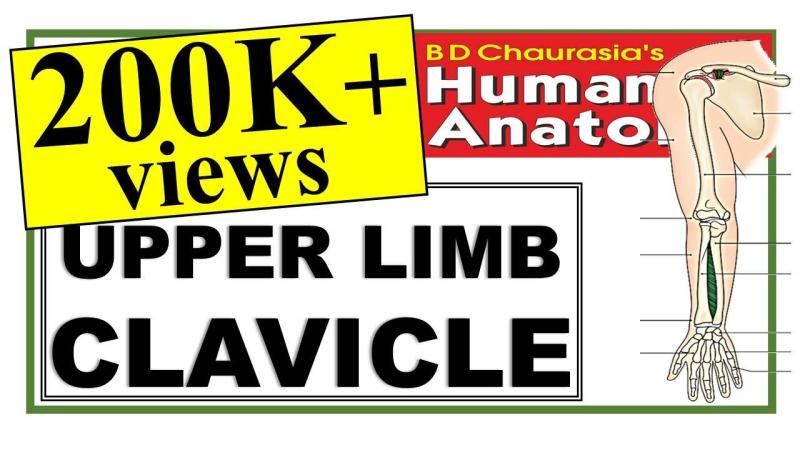 #upperlimb #clavicle | Dr. Muhammad Asif Qureshi MBBS, PhD(Glasgow ... #upperlimb #clavicle | Dr. Muhammad Asif Qureshi MBBS, PhD(Glasgow ...