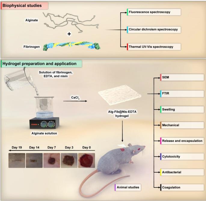 Samaneh Sadat Mirhaji on LinkedIn: Designing a new alginate-fibrinogen ... Samaneh Sadat Mirhaji on LinkedIn: Designing a new alginate-fibrinogen ...