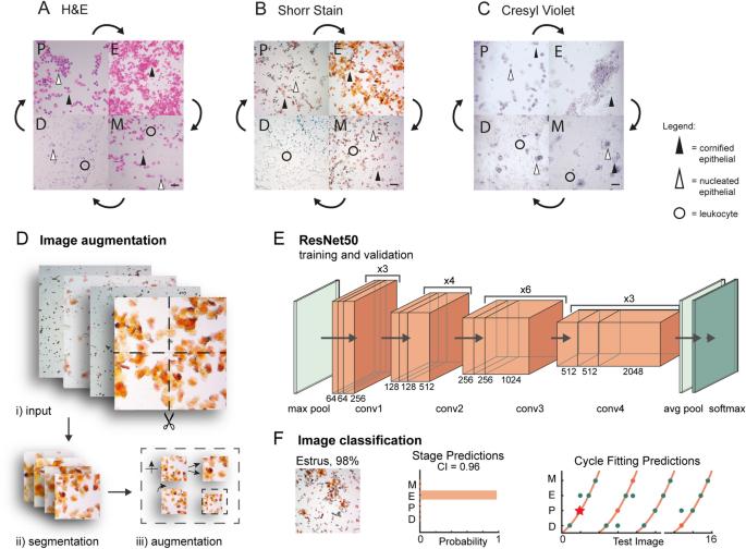 Reisel González Pérez على LinkedIn: Automated classification of estrous ... Reisel González Pérez على LinkedIn: Automated classification of estrous ...