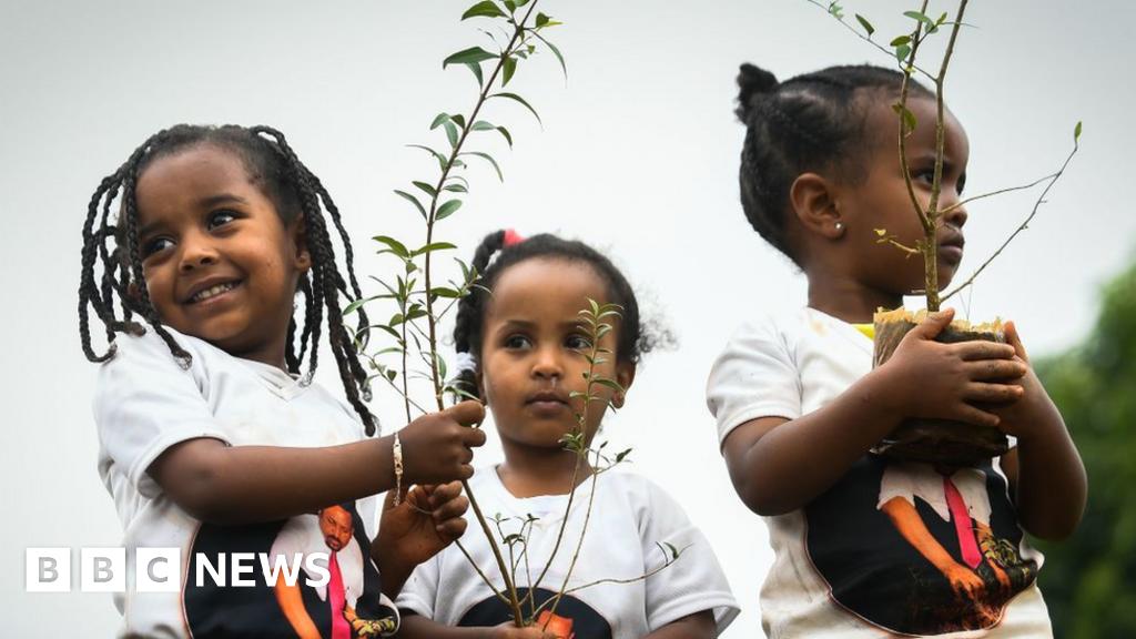 Chitrangada Bisht on LinkedIn: Climate change: Planting new forests ... Chitrangada Bisht on LinkedIn: Climate change: Planting new forests ...