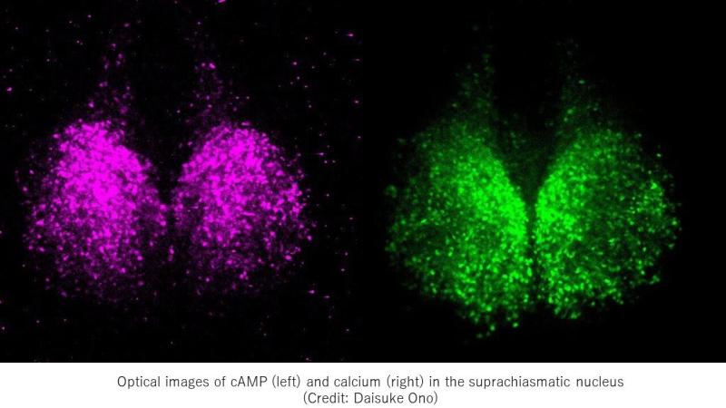 Nagoya University on LinkedIn: New study deepens understanding of the ... Nagoya University on LinkedIn: New study deepens understanding of the ...