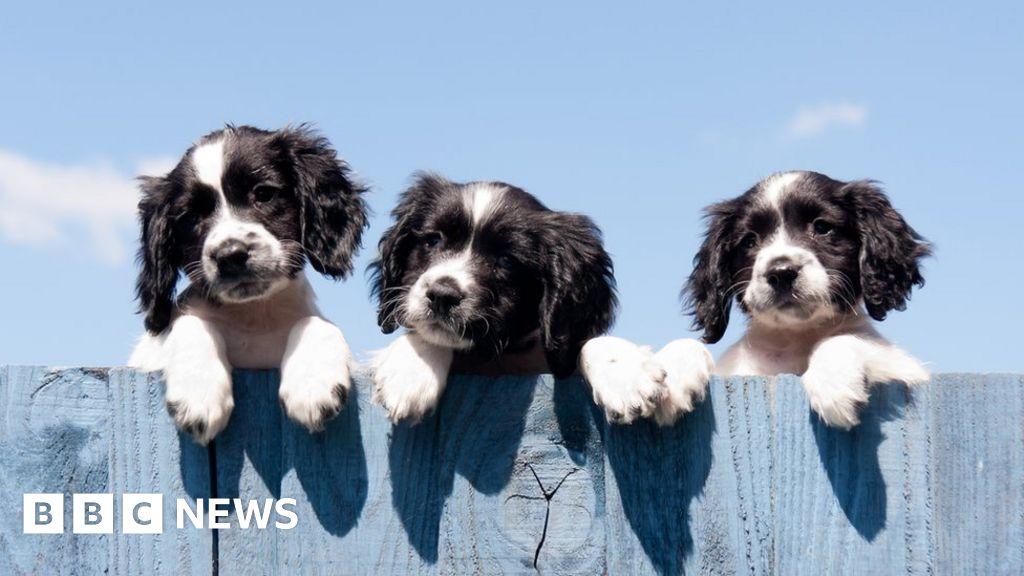 Rob Glenn on LinkedIn: Households 'buy 3.2 million pets in lockdown ... Rob Glenn on LinkedIn: Households 'buy 3.2 million pets in lockdown ...