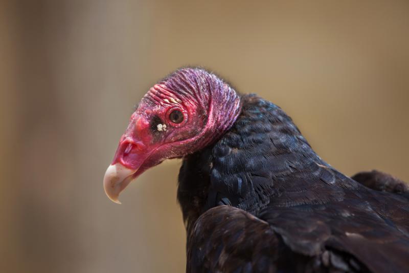 Rodolfo Bretscher Salas on LinkedIn: Roof Claim for Damage by Vultures ... Rodolfo Bretscher Salas on LinkedIn: Roof Claim for Damage by Vultures ...