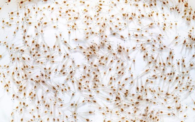 Hatchery Feed & Management on LinkedIn: Hatchery Outlook 2024: Shrimp Hatchery Feed & Management on LinkedIn: Hatchery Outlook 2024: Shrimp