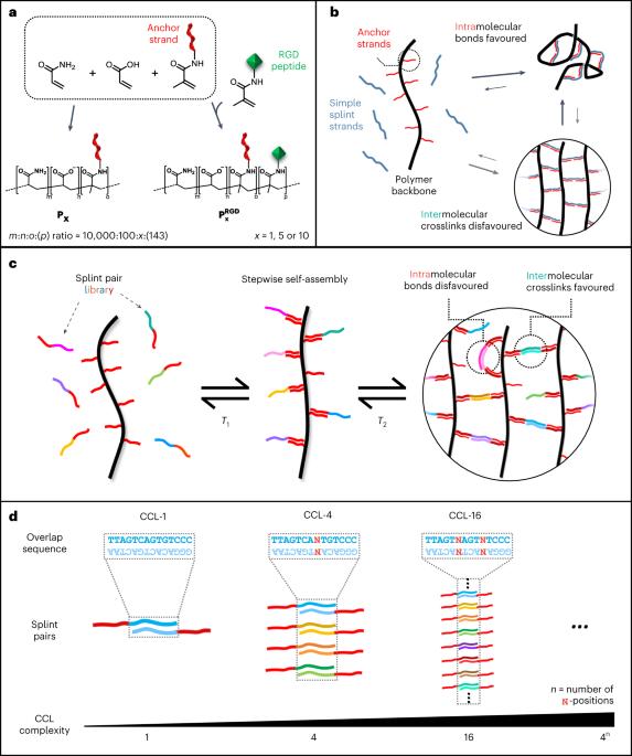 Kilian Brune on LinkedIn: Dynamic matrices with DNA-encoded ... Kilian Brune on LinkedIn: Dynamic matrices with DNA-encoded ...