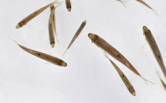 Hatchery Feed & Management on LinkedIn: Hatchery Outlook 2024: Fish Hatchery Feed & Management on LinkedIn: Hatchery Outlook 2024: Fish
