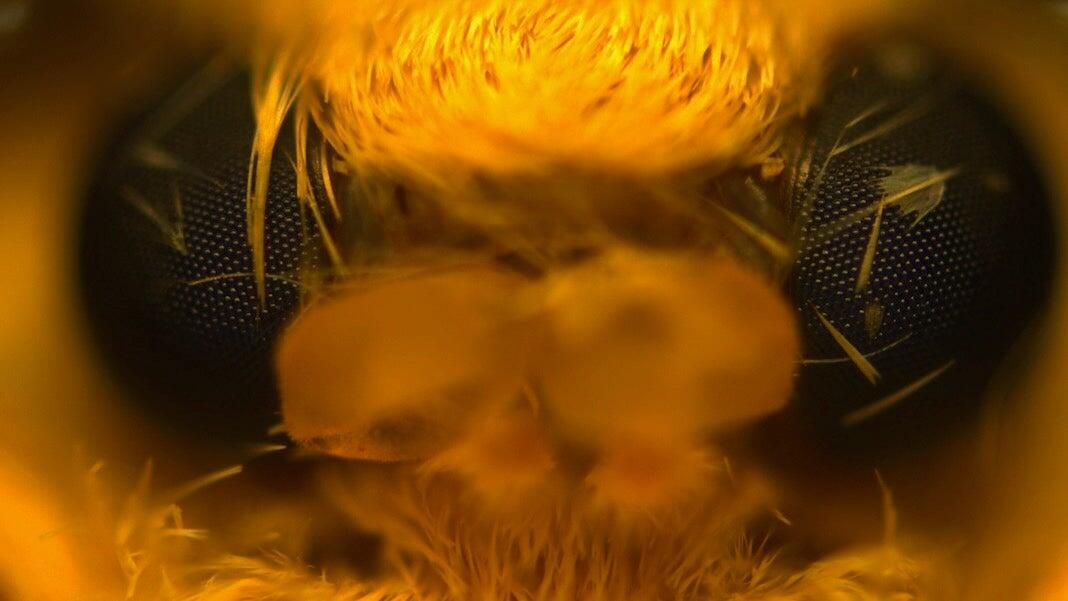 jai kahn on LinkedIn: Transgenic Silkworms Spin Spider Silk 6x Tougher ... jai kahn on LinkedIn: Transgenic Silkworms Spin Spider Silk 6x Tougher ...