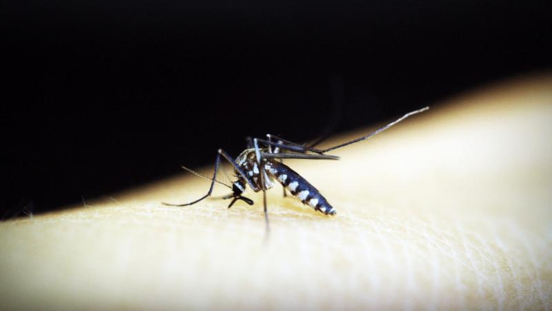 Mosquitech on LinkedIn: Dengue cases in Eastern Visayas declining but ... Mosquitech on LinkedIn: Dengue cases in Eastern Visayas declining but ...