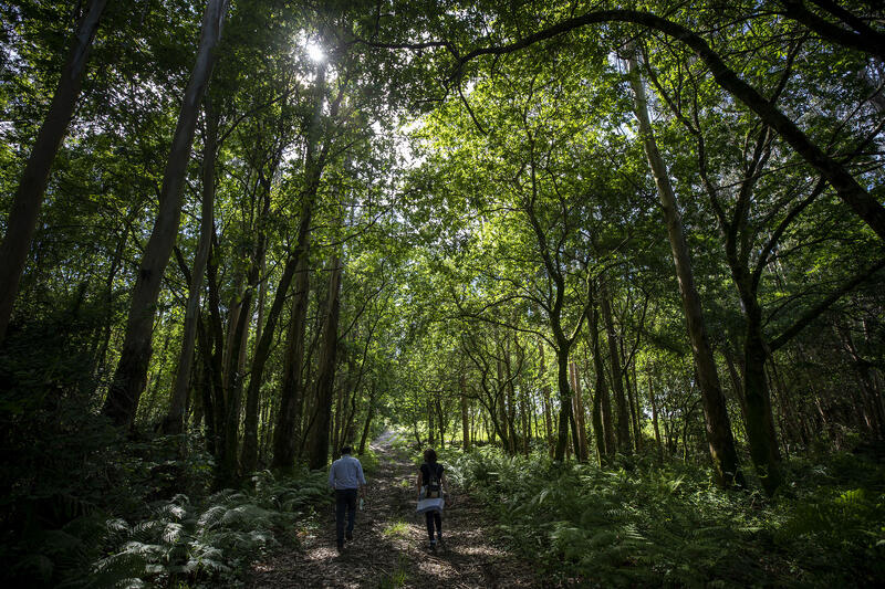 XERA Axencia Galega da Industria Forestal en LinkedIn: A Xunta creará ... XERA Axencia Galega da Industria Forestal en LinkedIn: A Xunta creará ...