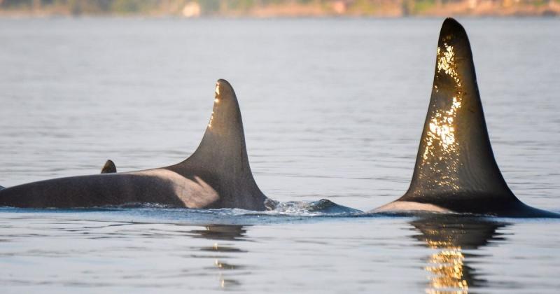 Victoria Epp, P.E. on LinkedIn: The oldest Puget Sound orca: L25 may be ... Victoria Epp, P.E. on LinkedIn: The oldest Puget Sound orca: L25 may be ...