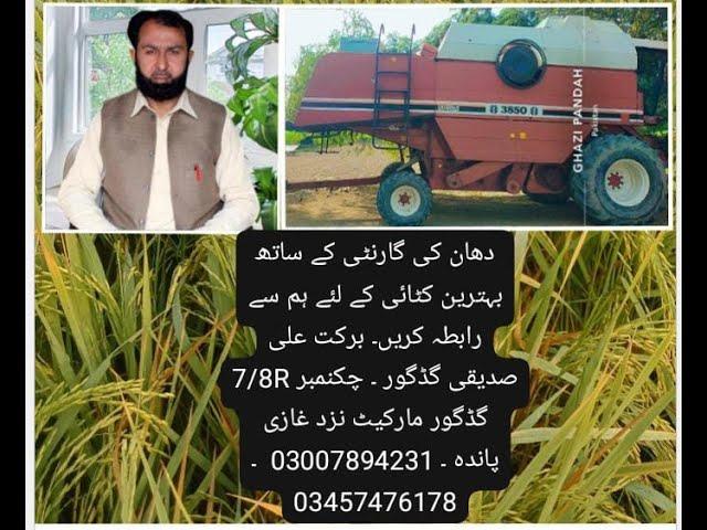 Muhammad Naeem Shahzad on LinkedIn: Chawal ki fasal ki katti |Rice ... Muhammad Naeem Shahzad on LinkedIn: Chawal ki fasal ki katti |Rice ...