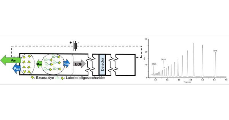 Gabor Jarvas on LinkedIn: Capillary Zone Electrophoresis of 8 ... Gabor Jarvas on LinkedIn: Capillary Zone Electrophoresis of 8 ...