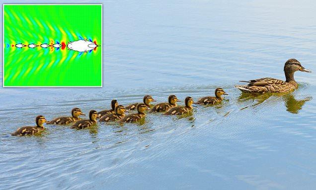 Farah Dheyab, Ph.D on LinkedIn: Ducklings swim in a line behind their ... Farah Dheyab, Ph.D on LinkedIn: Ducklings swim in a line behind their ...