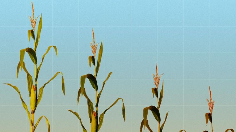 Balaji Vasudevan, Ph.D. on LinkedIn: Crop failure risk is ... Balaji Vasudevan, Ph.D. on LinkedIn: Crop failure risk is ...