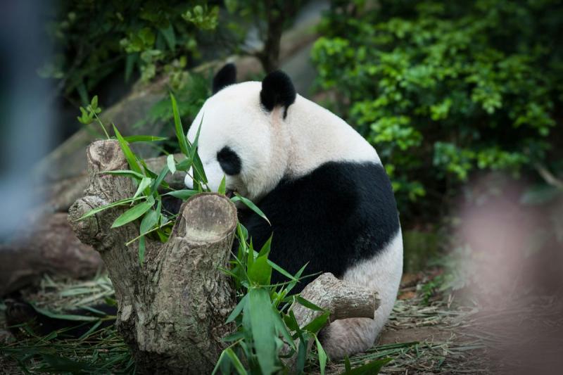 Ahmad Ibrahim on LinkedIn: Exploring Data Science Jobs using Pandas in ... Ahmad Ibrahim on LinkedIn: Exploring Data Science Jobs using Pandas in ...