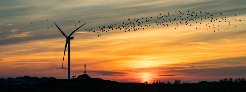 Ziyad Yamut on LinkedIn: How wind turbines could coexist peacefully ... Ziyad Yamut on LinkedIn: How wind turbines could coexist peacefully ...